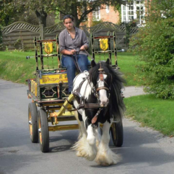 Gypsy Cobs History – Spirit Farm Gypsy Cobs